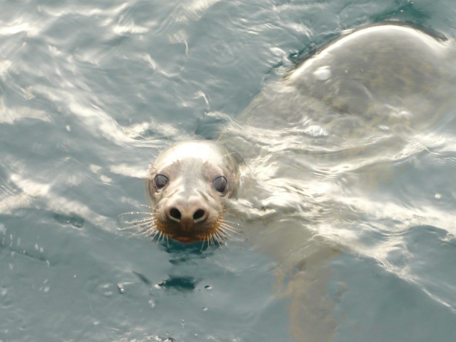 Lliberada la cría de foca recoyida na sablera d'Arañón